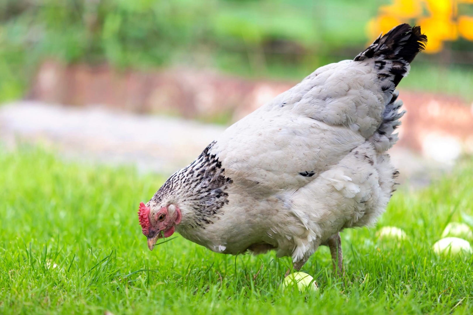 Per allevamenti di pollame - BITECO BIOGAS